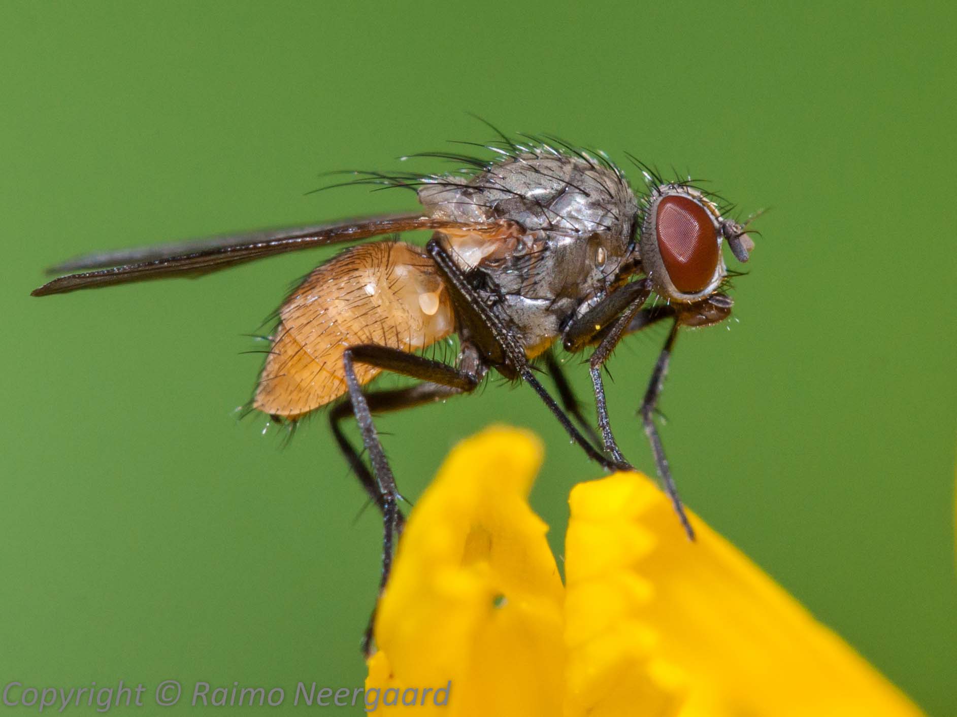 Diptera.info - Discussion Forum: Muscidae ID