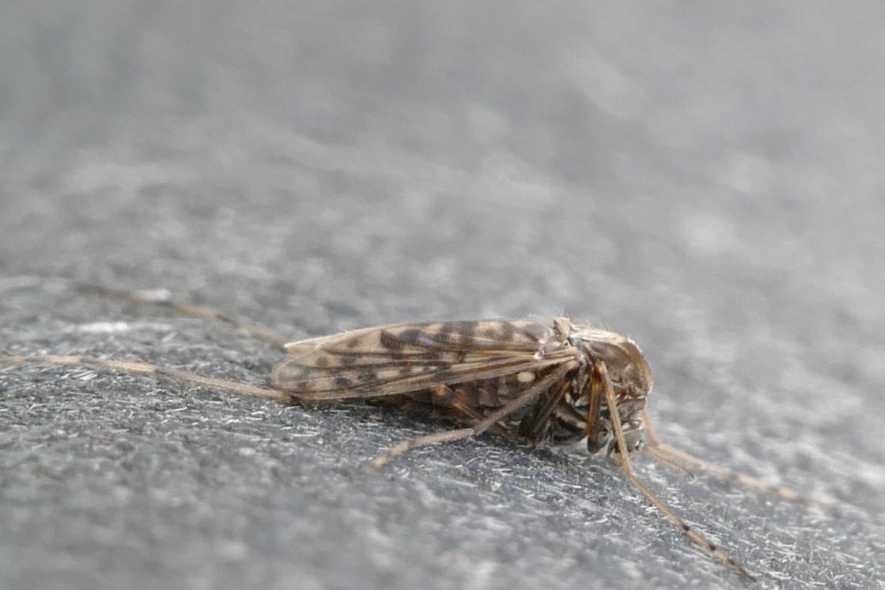 Diptera.info - Discussion Forum: Tanypodinae? 2015-08-16, N. Germany ...