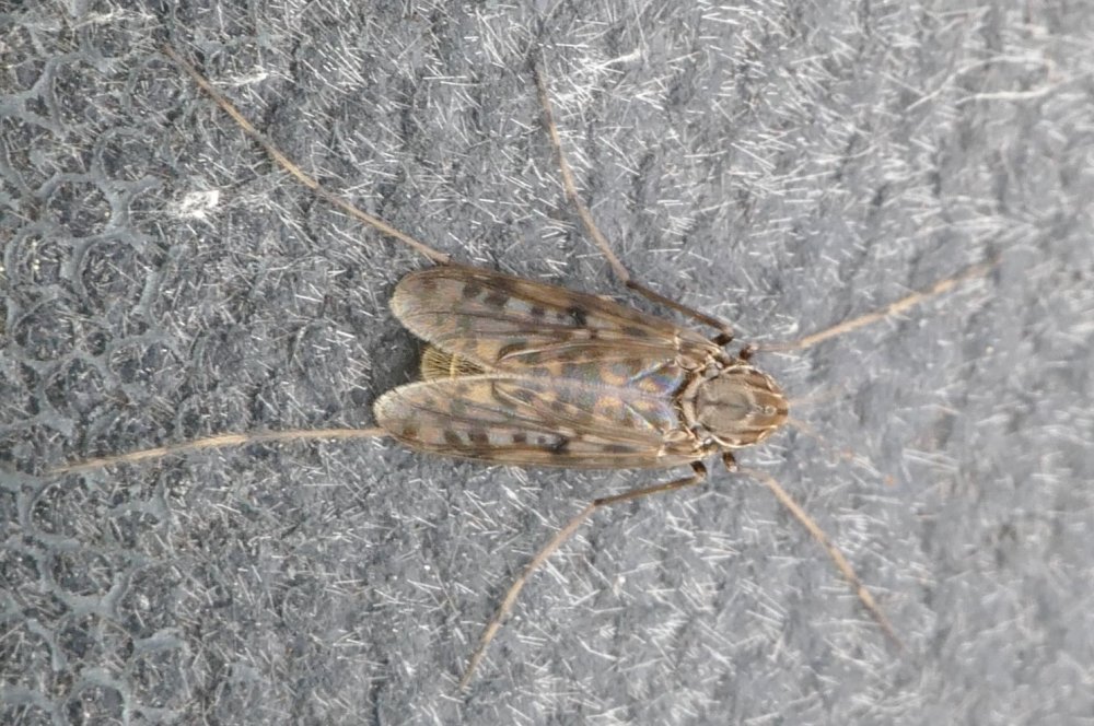 Diptera.info - Discussion Forum: Tanypodinae? 2015-08-16, N. Germany ...