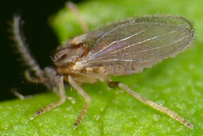 Diptera.info - Discussion Forum: Cecidomyiidae? > yes, Micromyinae