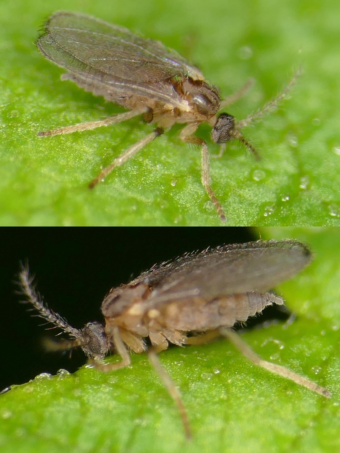 Diptera.info - Discussion Forum: Cecidomyiidae? > yes, Micromyinae