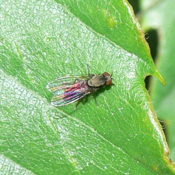 Diptera.info - Discussion Forum: Platypezid from 02.06.14