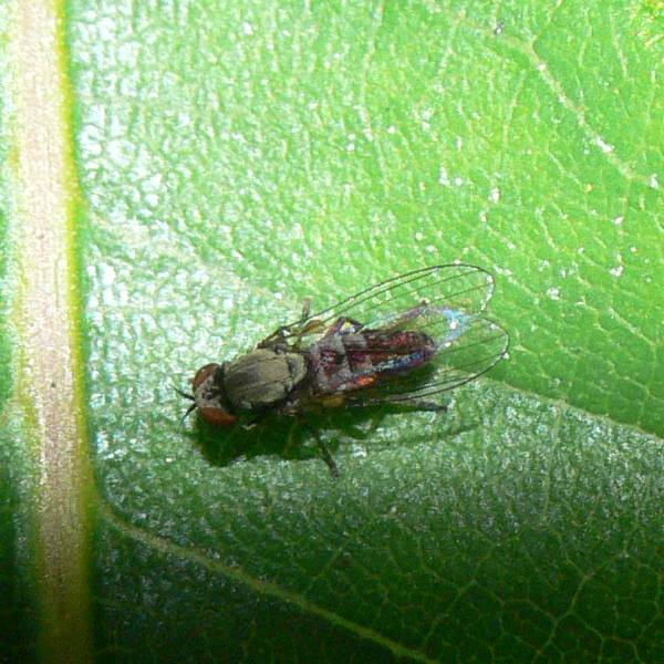 Diptera.info - Discussion Forum: Platypezid from 02.06.14