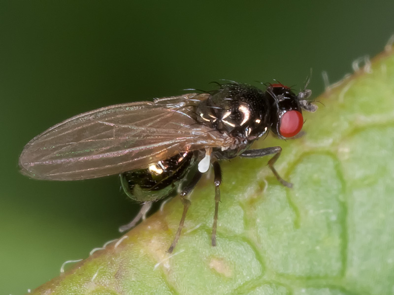 Diptera.info - Discussion Forum: Psilopa ID