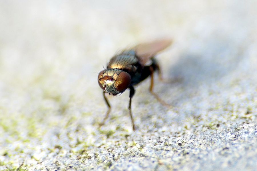 Diptera.info - Discussion Forum: Ephydridae, Psilopa nitidula?