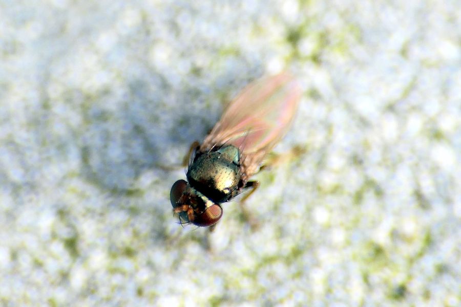 Diptera.info - Discussion Forum: Ephydridae, Psilopa nitidula?