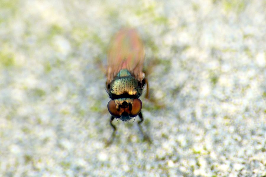 Diptera.info - Discussion Forum: Ephydridae, Psilopa nitidula?