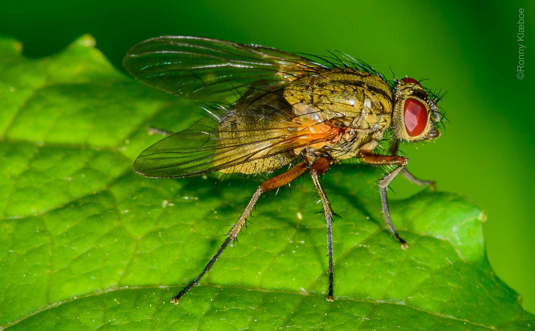 Diptera.info - Discussion Forum: Brown fly, black bristles, thorax ...