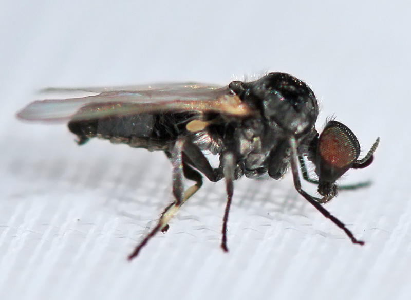 Diptera.info - Discussion Forum: Simuliidae for ID, C Spain