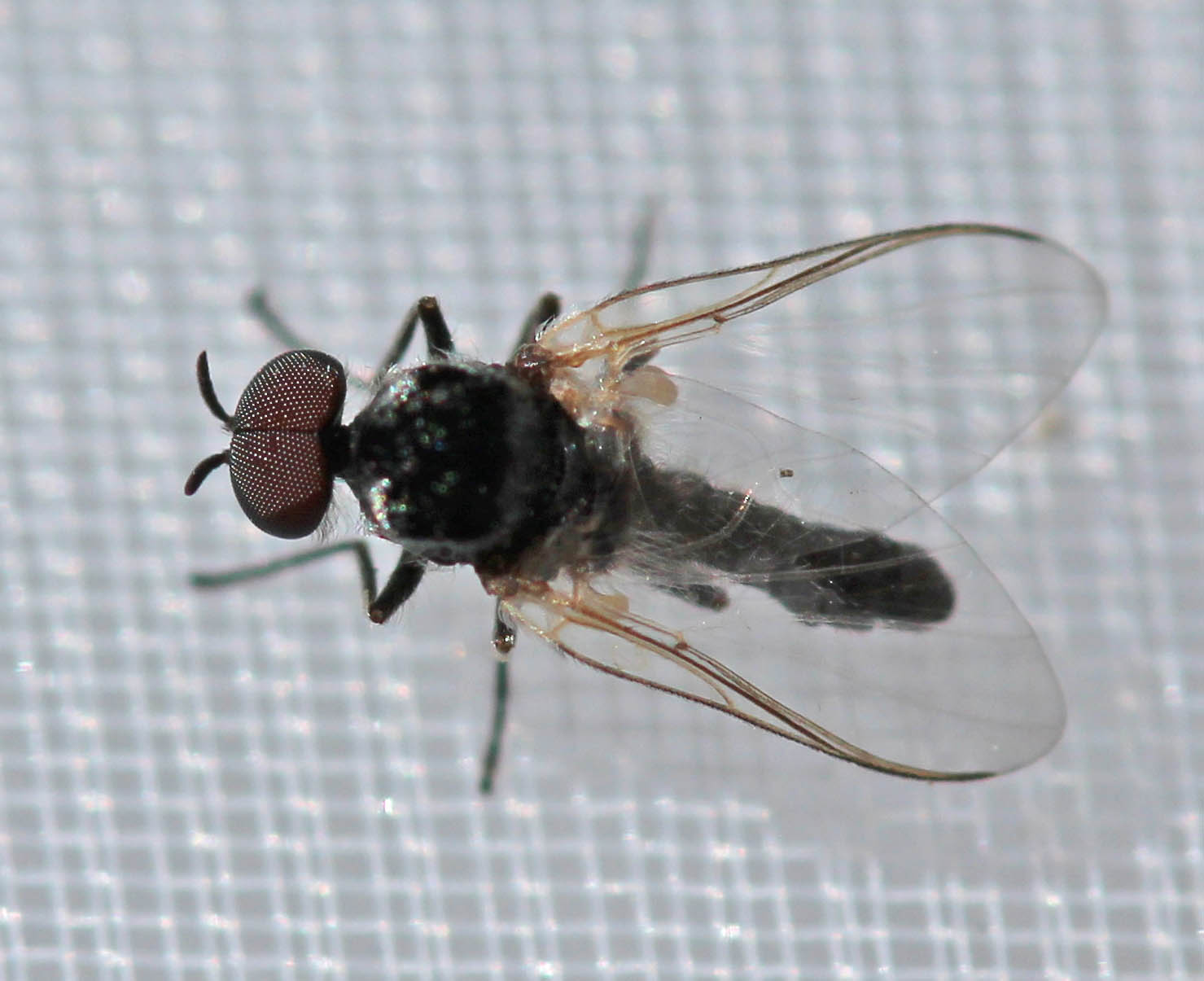 Diptera.info - Discussion Forum: Simuliidae for ID, C Spain