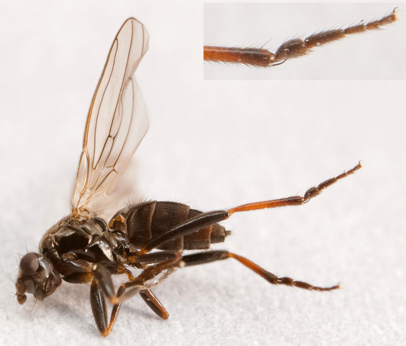 Diptera.info - Discussion Forum: Sphaeroceridae. Copromyza sp.