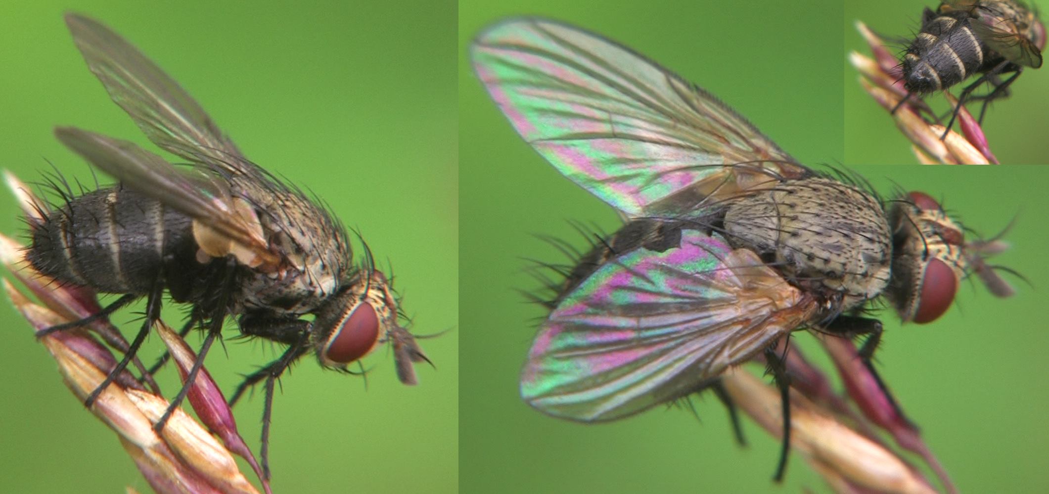 Diptera.info - Discussion Forum: Tachinidae, Germany => Actia lamia