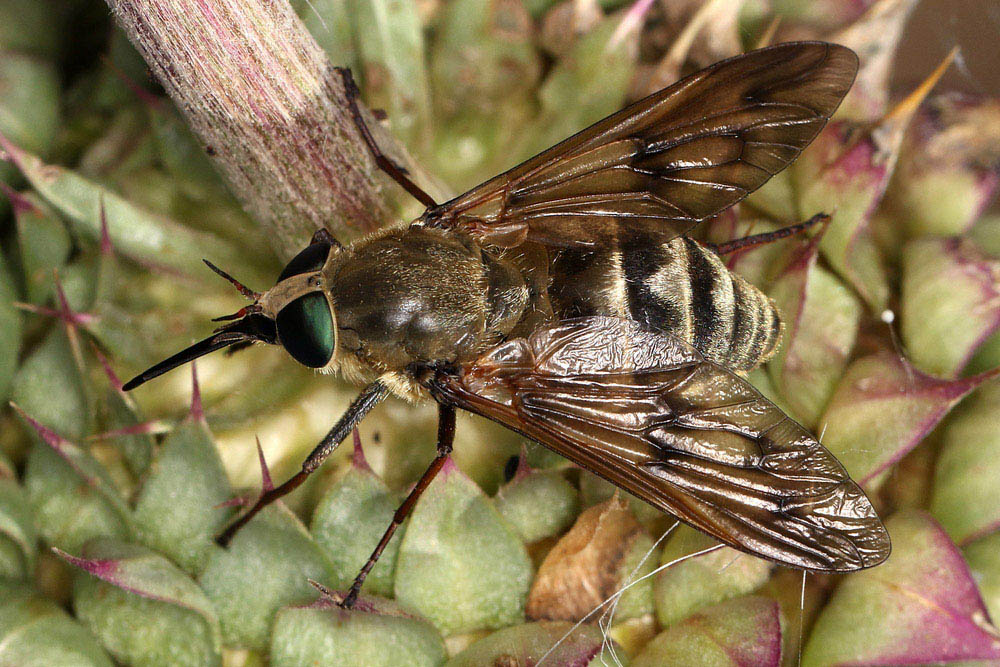 Diptera.info - Discussion Forum: Tabanidae? from Romania