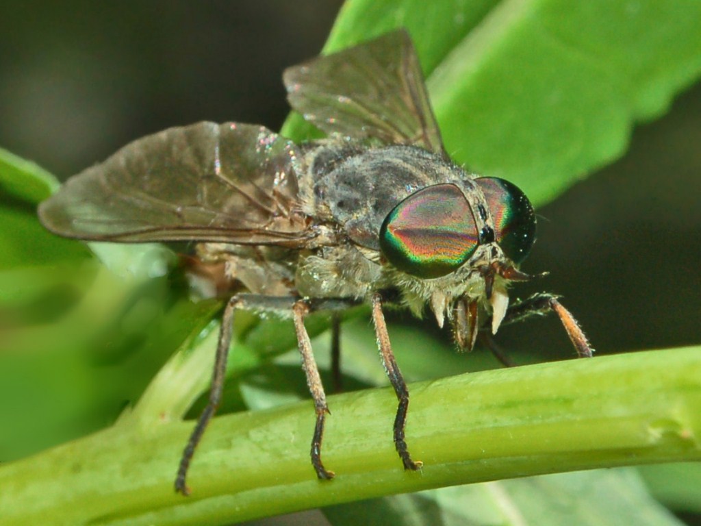 Diptera.info - Discussion Forum: Tabanidae from Italian Alps