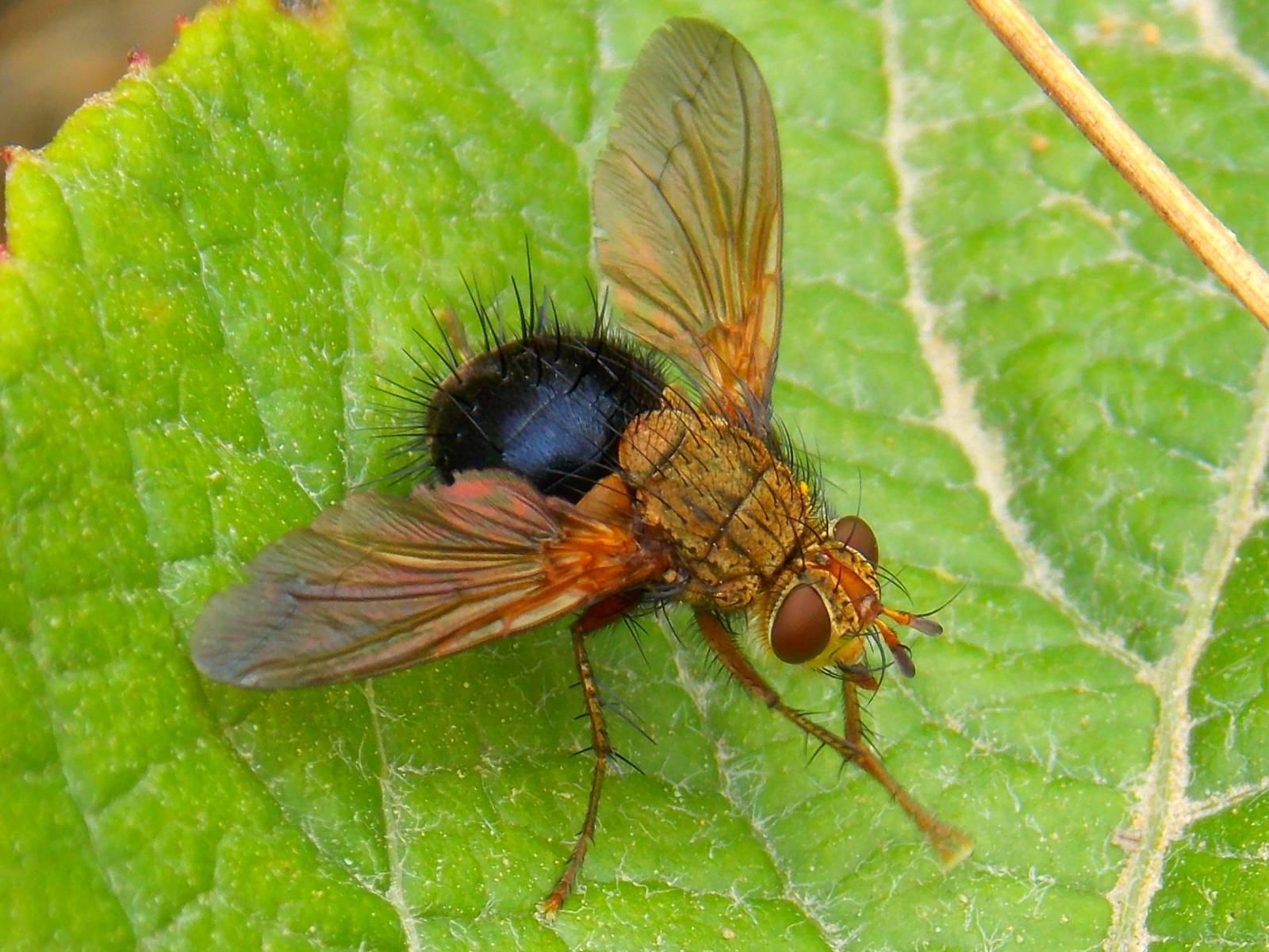 Diptera.info - Discussion Forum: ID genus Tachinidae from Peru