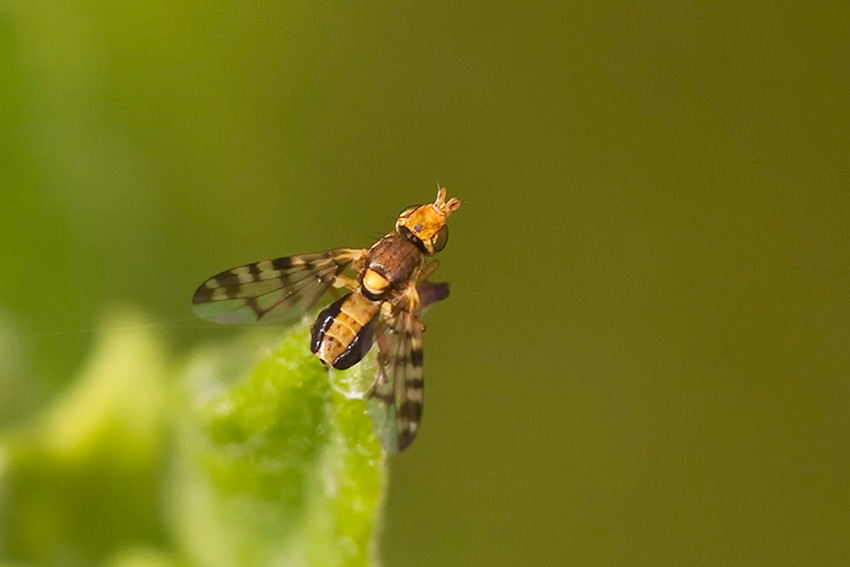 Diptera.info - Discussion Forum: Tephritidae
