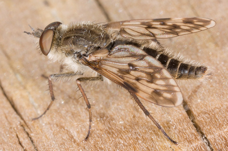 Diptera.info - Discussion Forum: Therevidae -> Thereva?