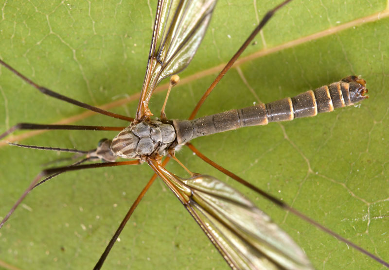Diptera.info - Discussion Forum: Tipula ID ->Tipula varipennis