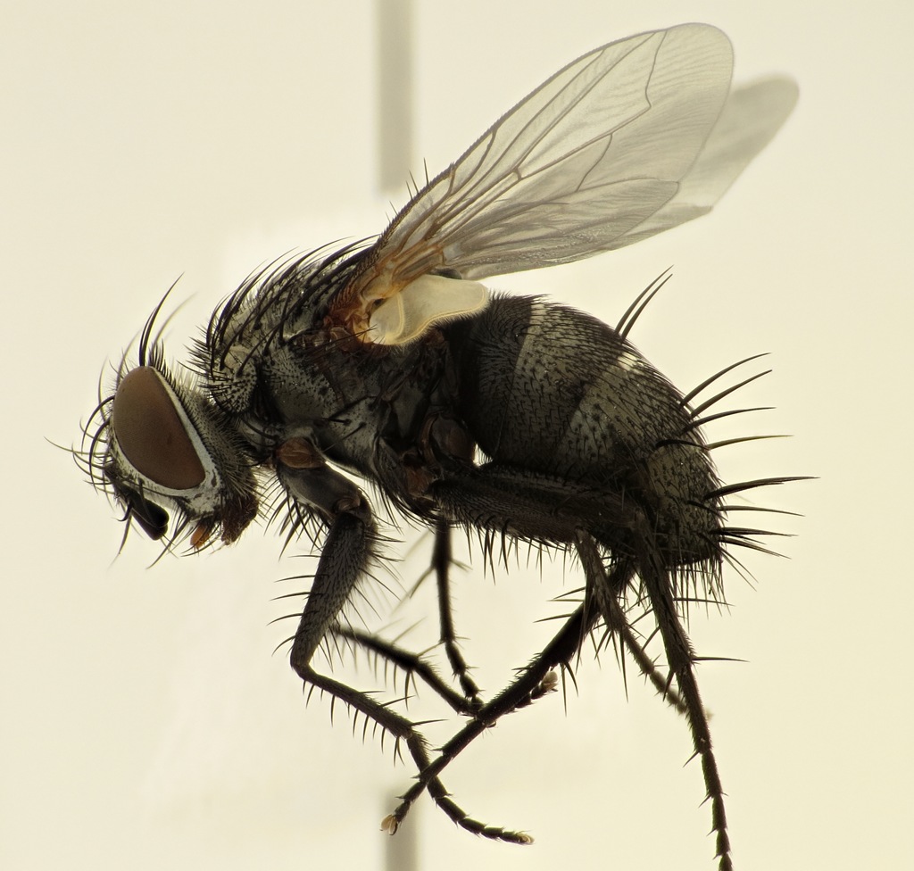 Diptera.info - Discussion Forum: Tachinidae: Voria ruralis